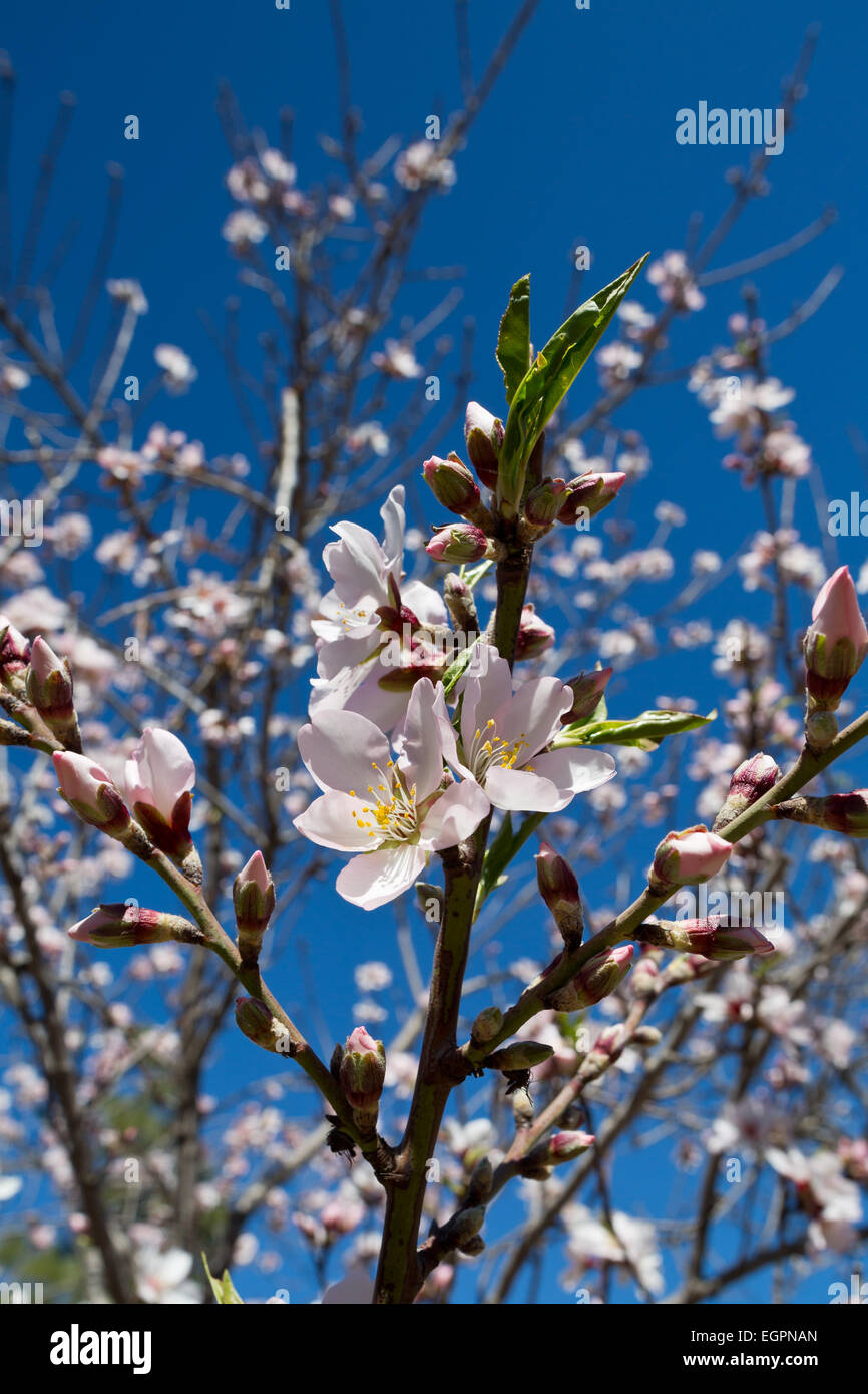 Gran Canaria - Flowering almond tree - Canary Islands, Spain, Europe ...