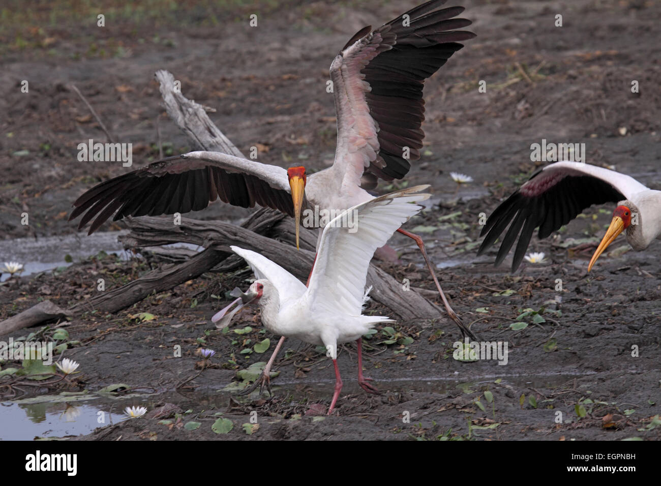 Yellow-billed storks harrassing spoonbill to steal its fish in Botswana ...