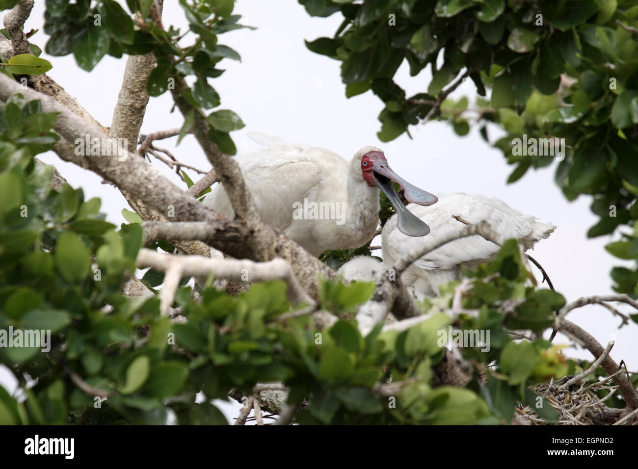 African spoonbill breeding colony in treetop in Botswana Stock Photo ...