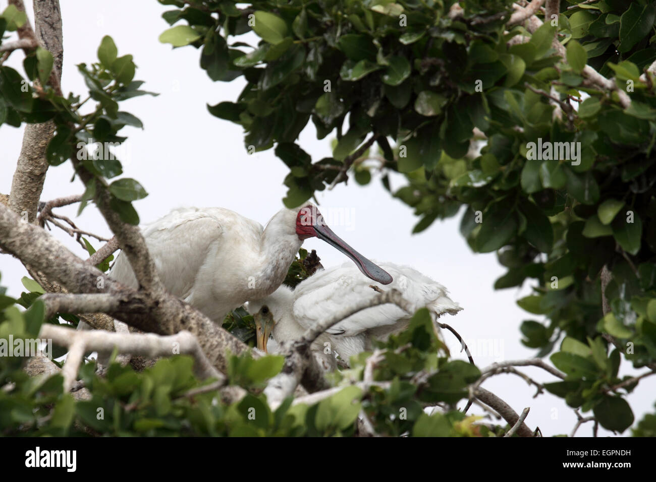 African spoonbill breeding colony in treetop in Botswana Stock Photo ...