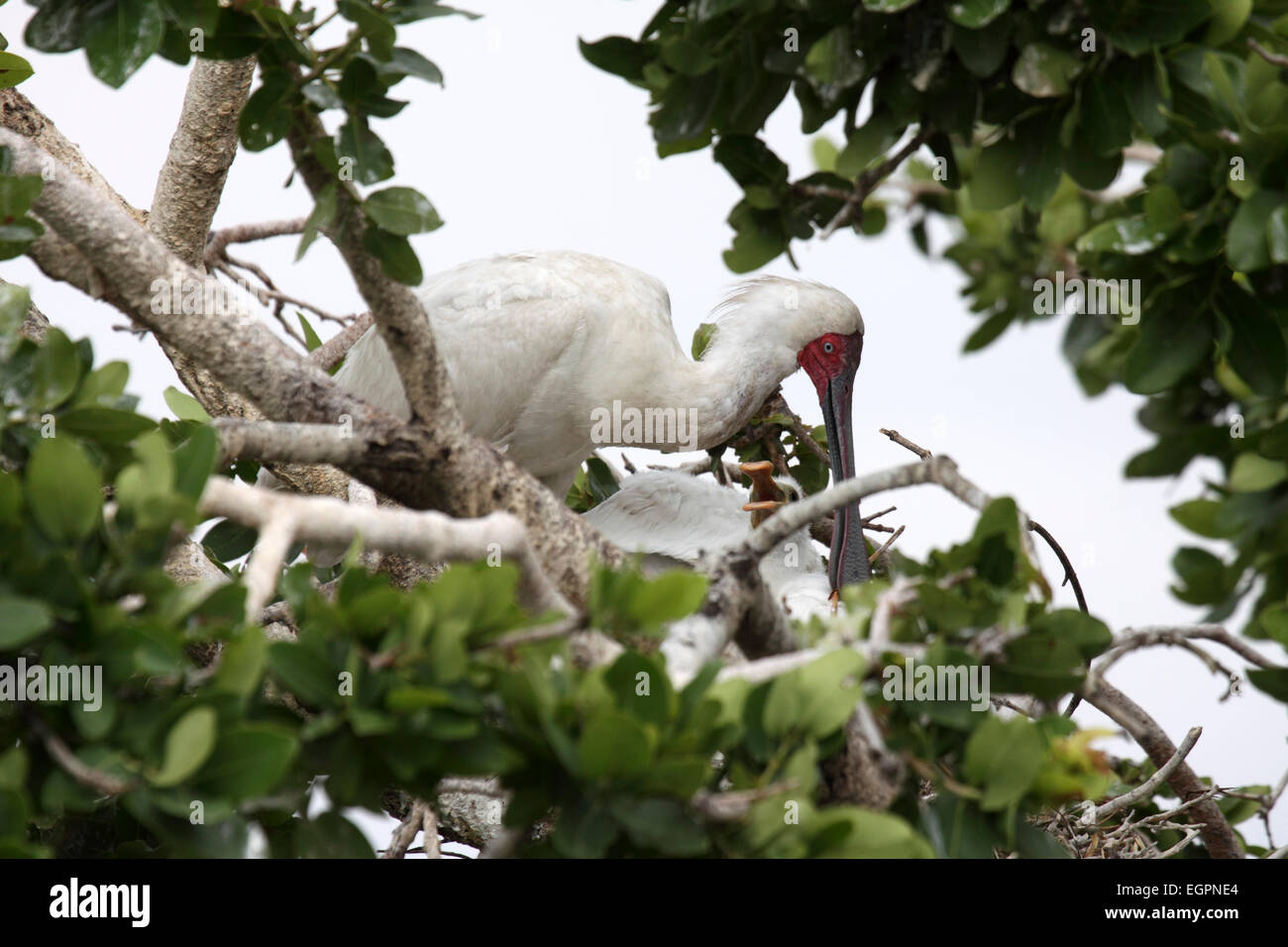 African spoonbill breeding colony in treetop in Botswana Stock Photo ...