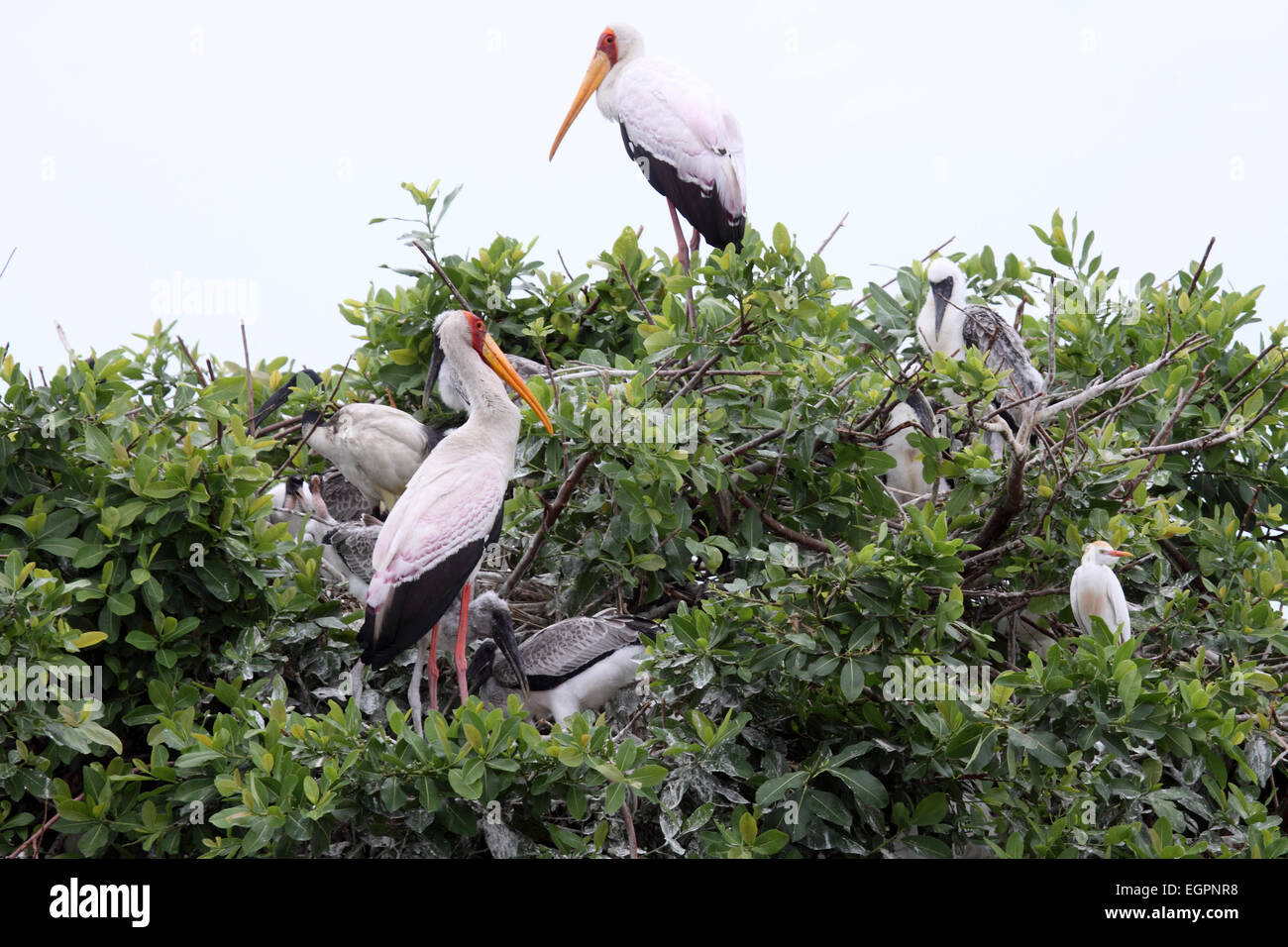 Yellow-billed stork breeding colony in Botswana Stock Photo - Alamy