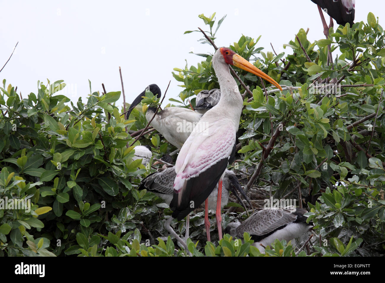 Yellow-billed stork breeding colony in Botswana Stock Photo - Alamy