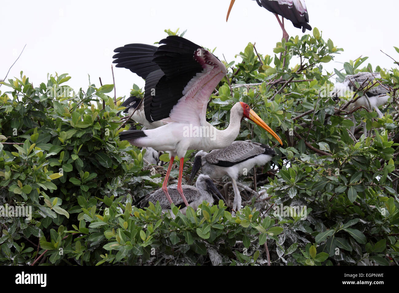 Yellow-billed stork breeding colony in Botswana Stock Photo - Alamy