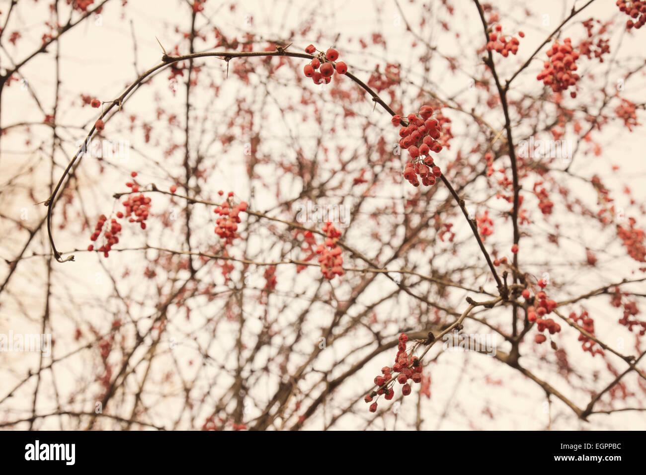 Happy berries hi-res stock photography and images - Alamy