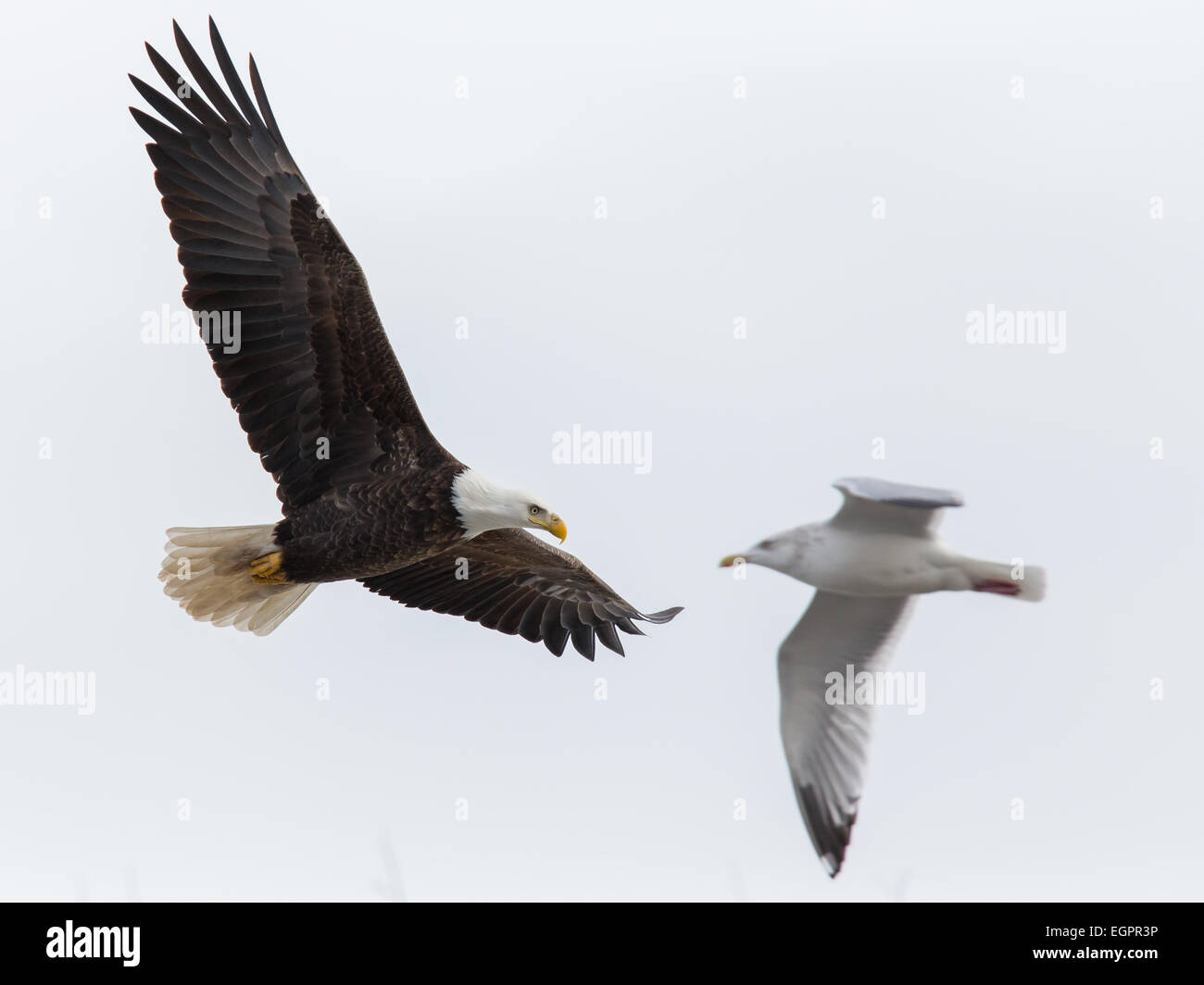 A mature Bald Eagle and Gull flying close to one another Stock Photo ...