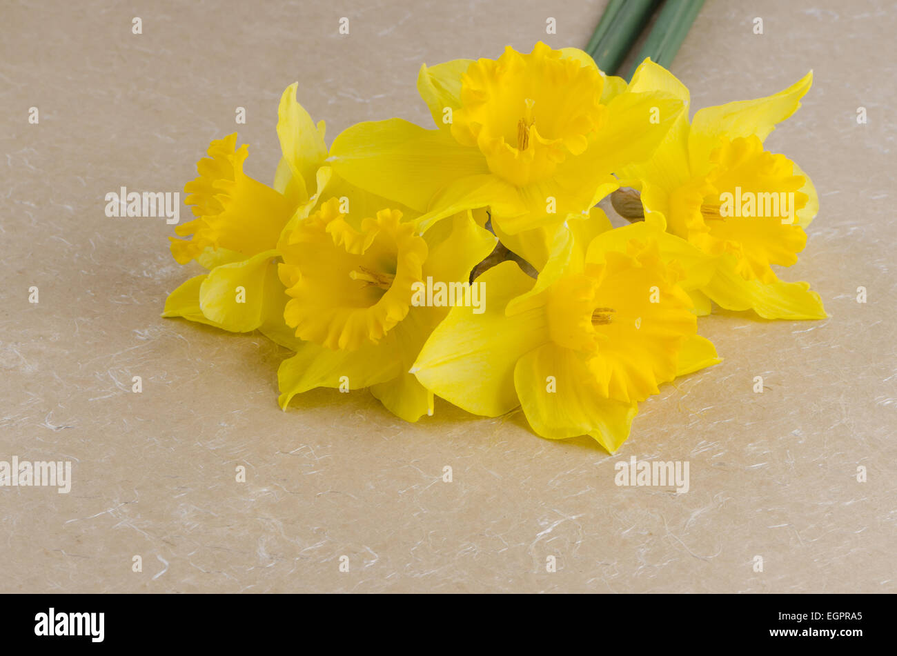 Yellow jonquil flowers on paper background Stock Photo - Alamy