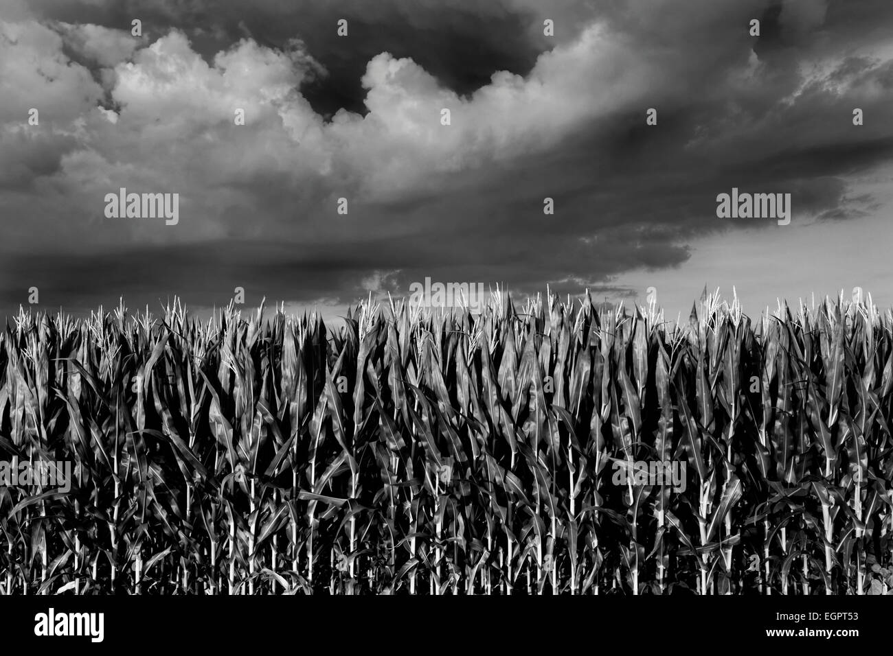 Corn Field Black And White