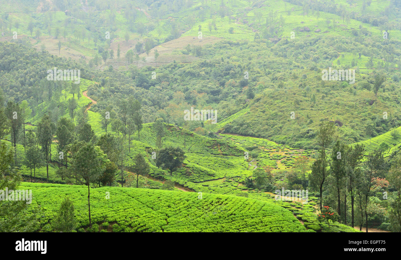Beautiful Munnar Landscape View Munnar Kerala India Stock Photo - Alamy