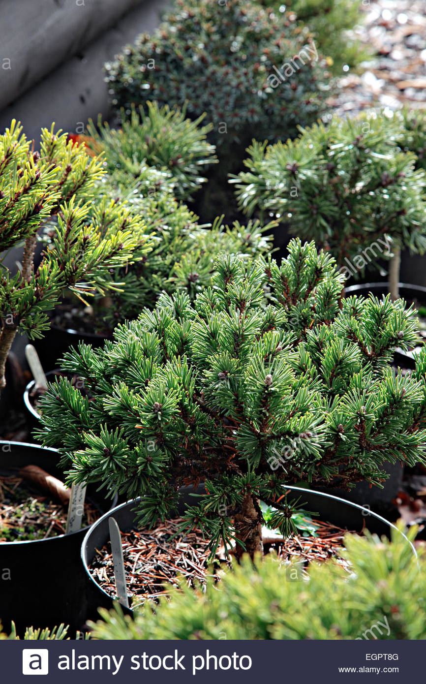 Conifer Pot Stock Photos & Conifer Pot Stock Images - Alamy