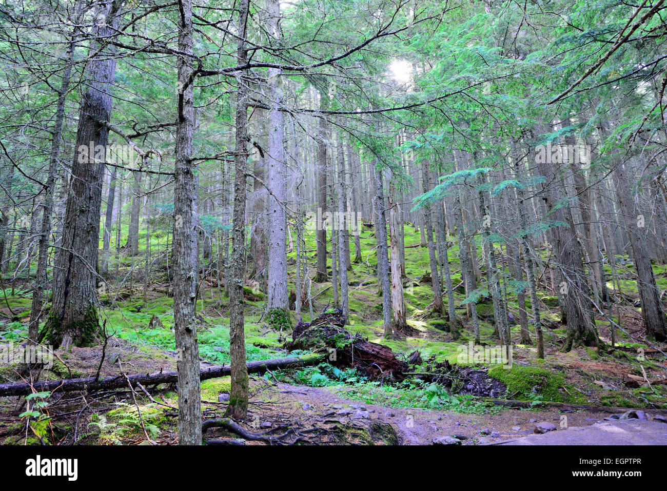 Green rock conifer forest hi-res stock photography and images - Alamy