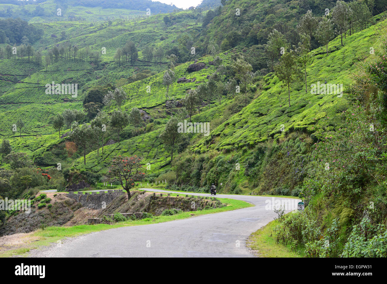 Scenery Road Way to Munnar Kerala India through the Western ghats ...