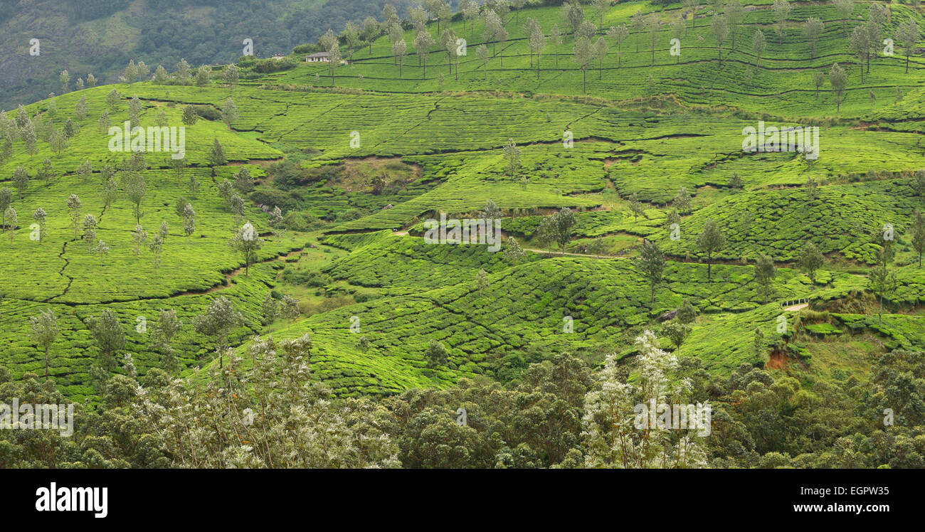 Munnar town hi-res stock photography and images - Alamy