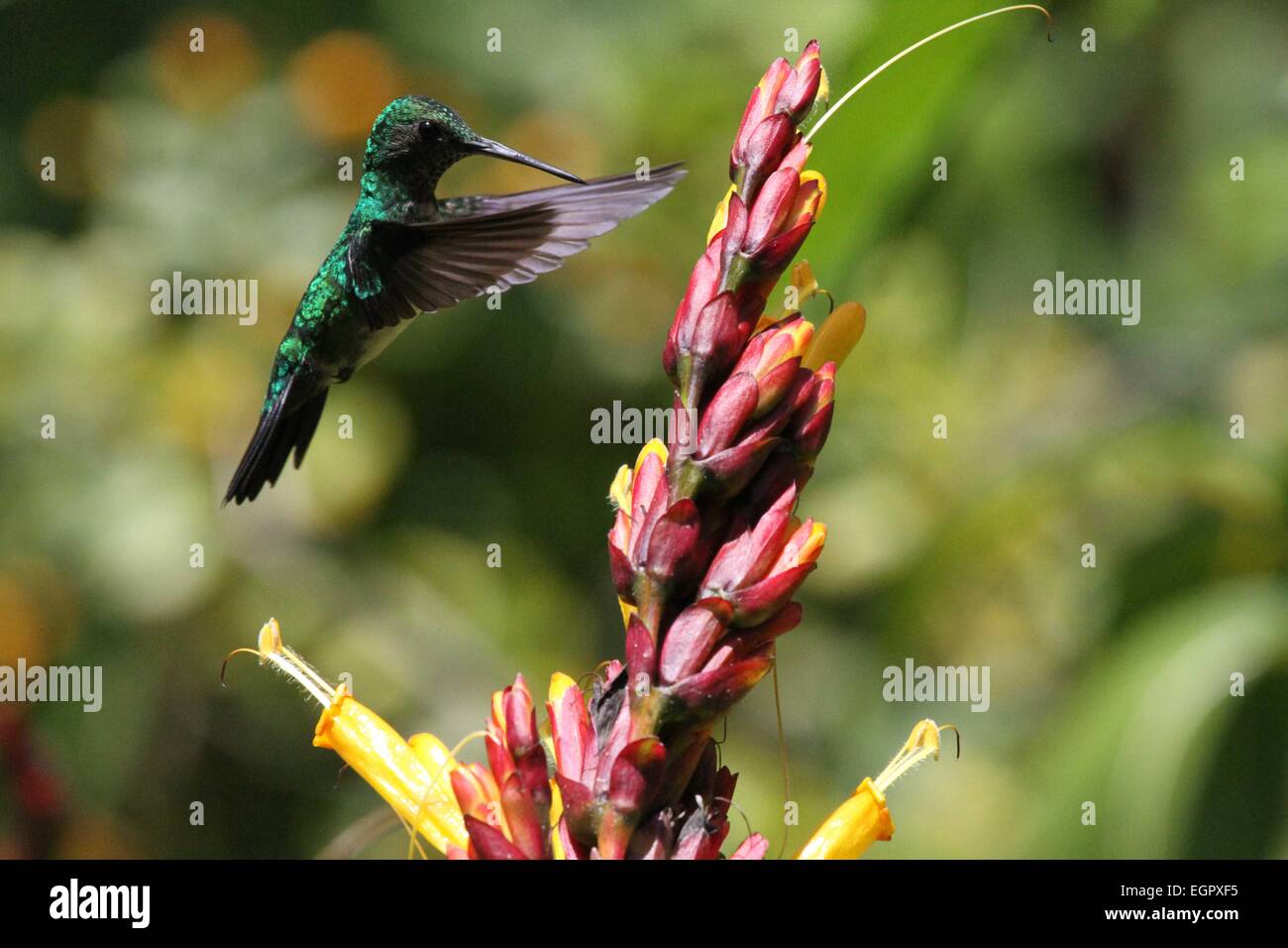 Port Of Spain, Trinidad and Tobago. 8th Mar, 2015. A hummingbird looks ...
