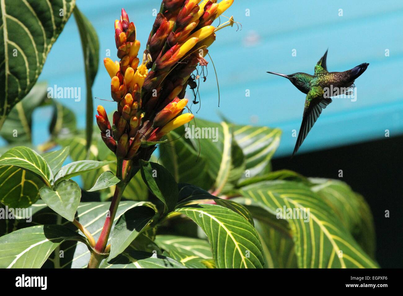 Port Of Spain, Trinidad and Tobago. 8th Mar, 2015. A hummingbird looks ...
