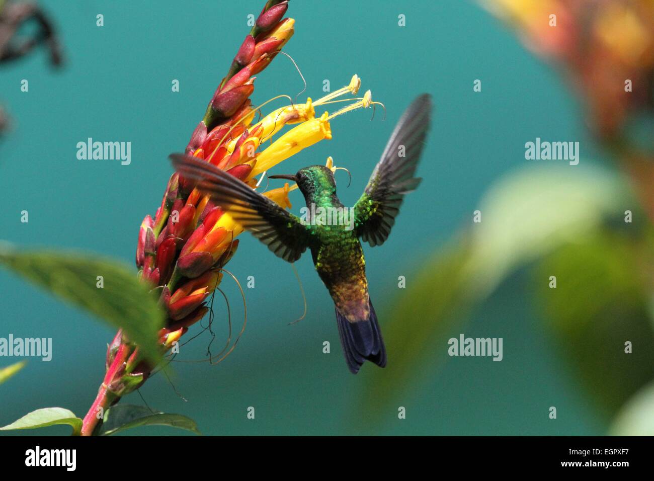 Port Of Spain, Trinidad and Tobago. 8th Mar, 2015. A hummingbird looks ...