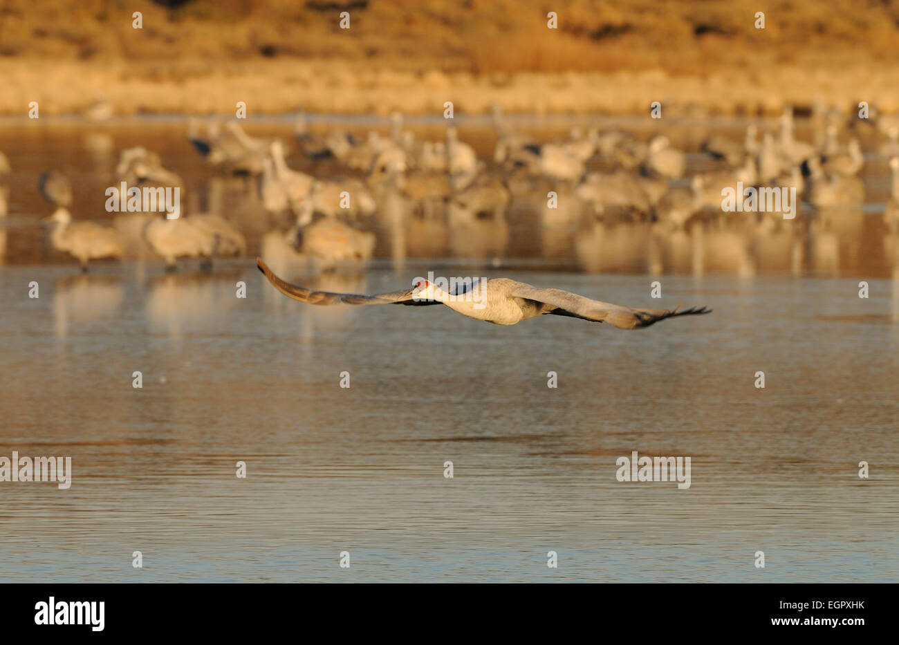 Sandhill Cranes flying over the water at Bosque Del Apache National ...