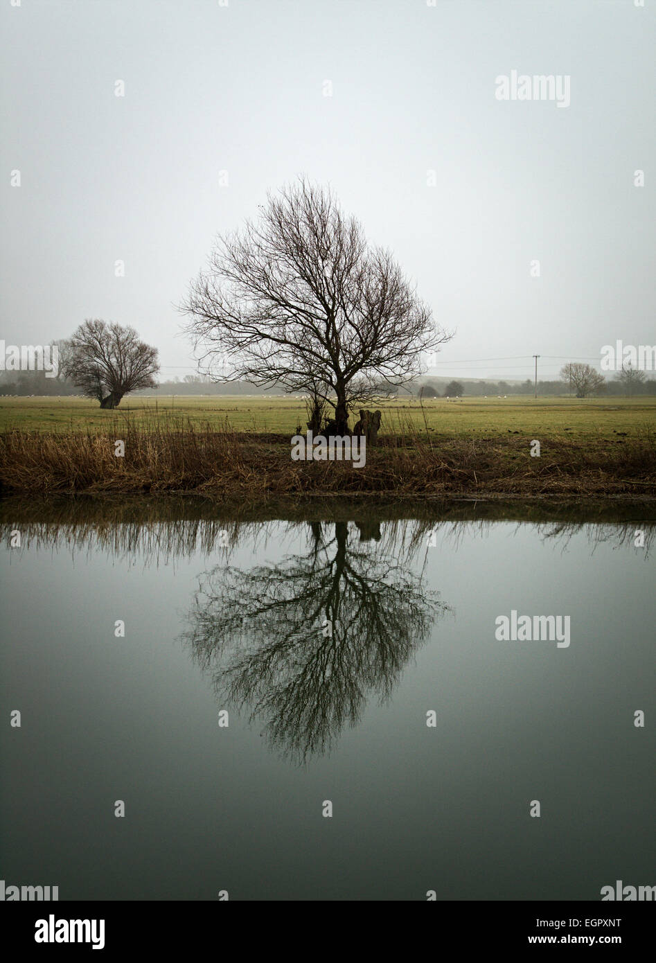 Tree on riverbank with reflection on water Stock Photo - Alamy