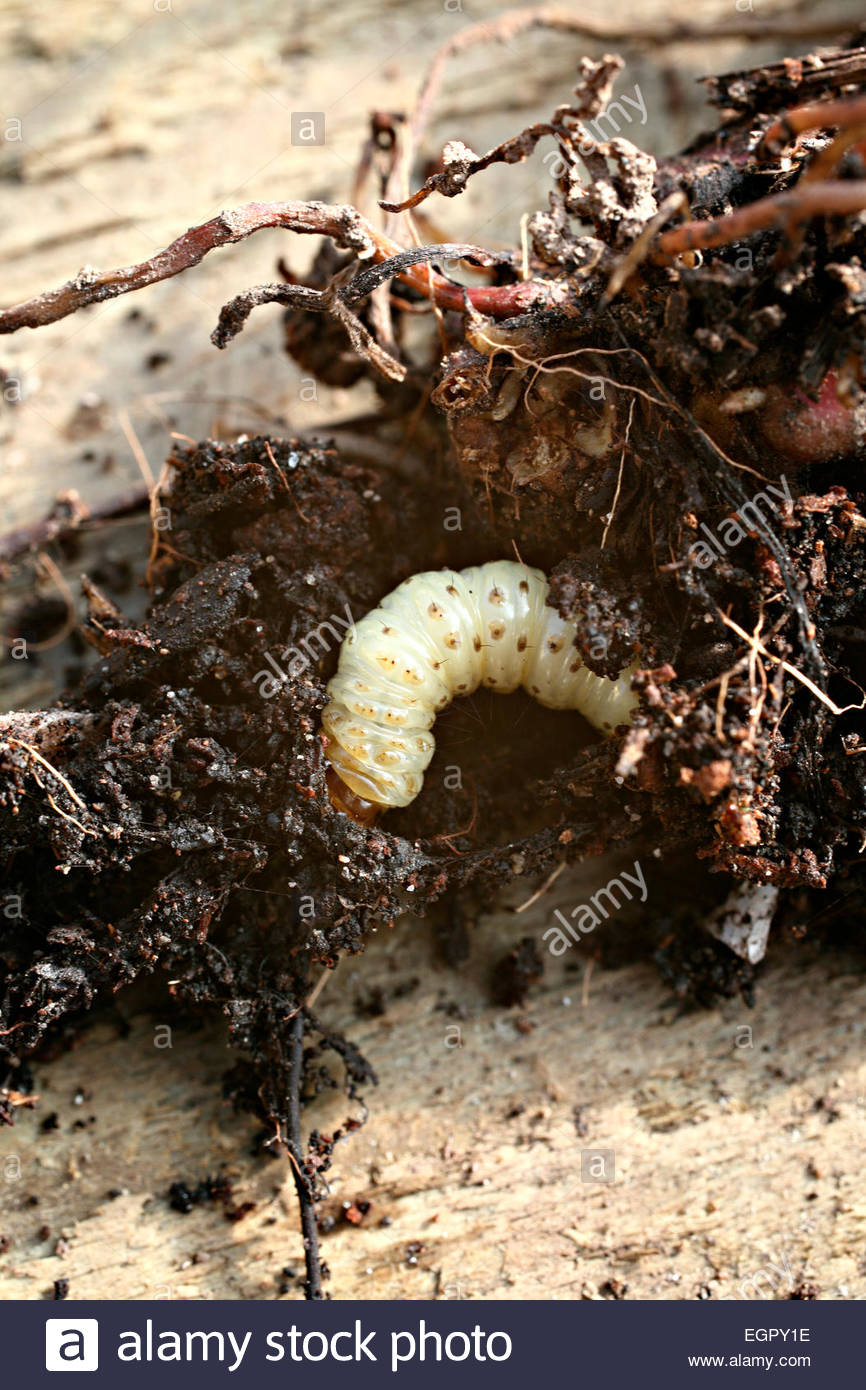 Swift Moth Stock Photos & Swift Moth Stock Images - Alamy