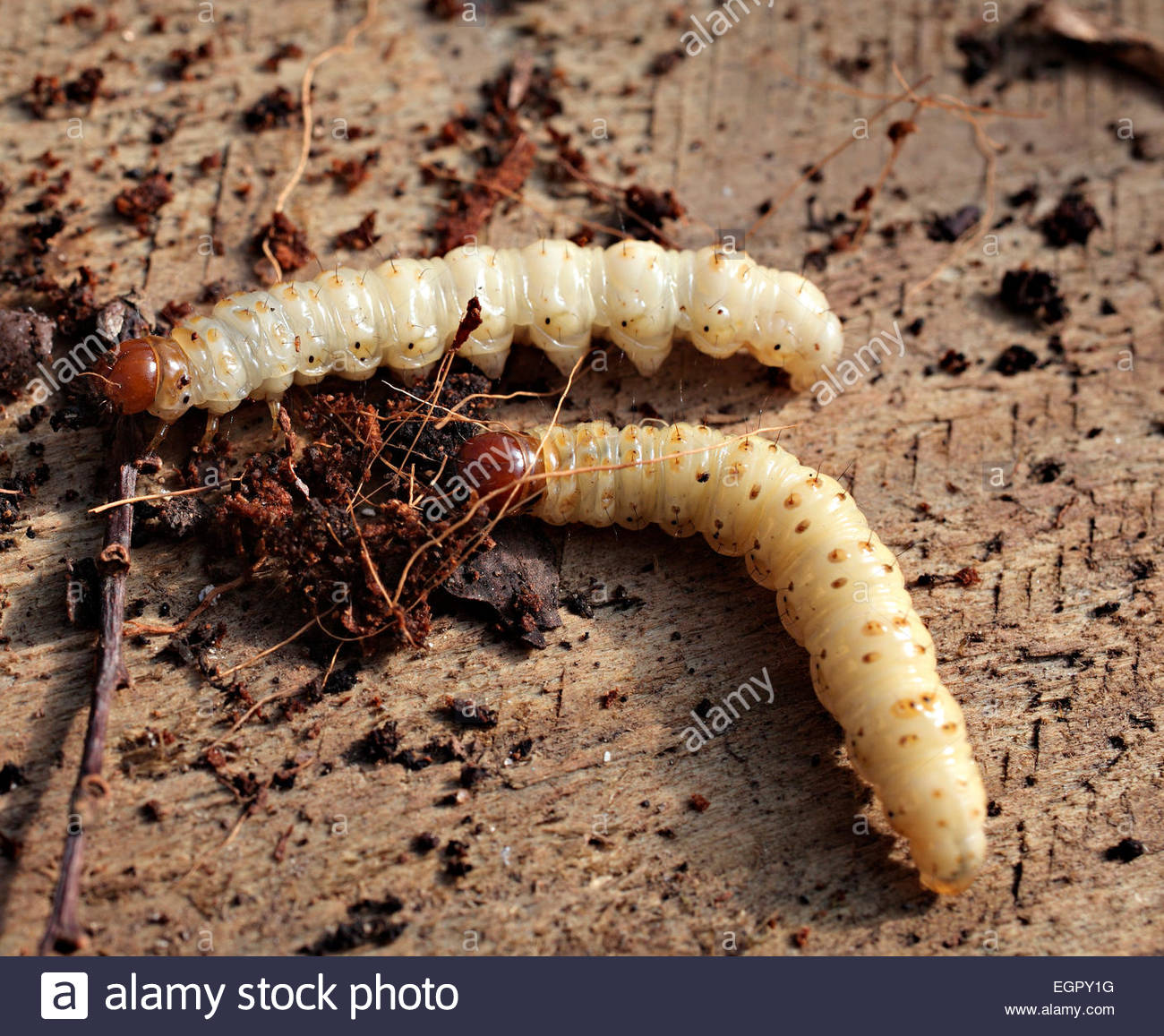 Swift Moth Stock Photos & Swift Moth Stock Images - Alamy