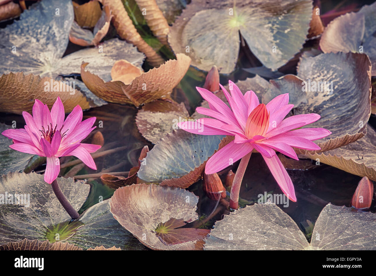 Fragrance of lotus hi-res stock photography and images - Alamy