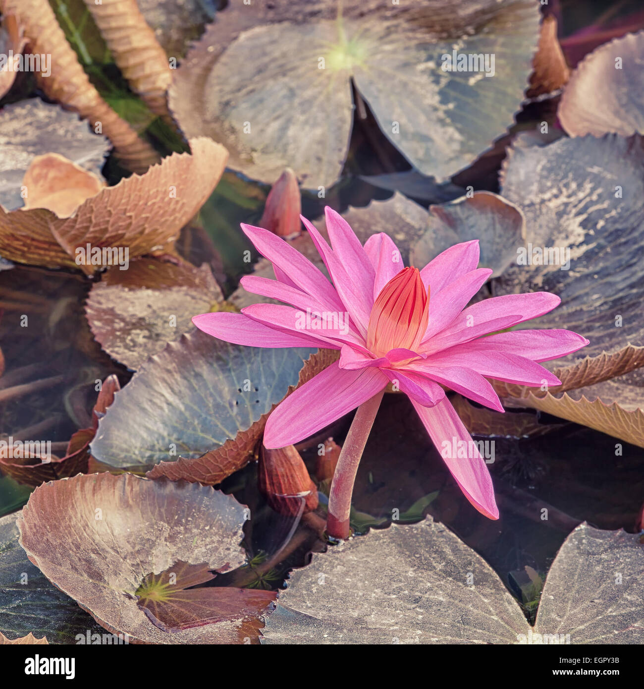 Wild flower garden meadow pond hi-res stock photography and images - Alamy