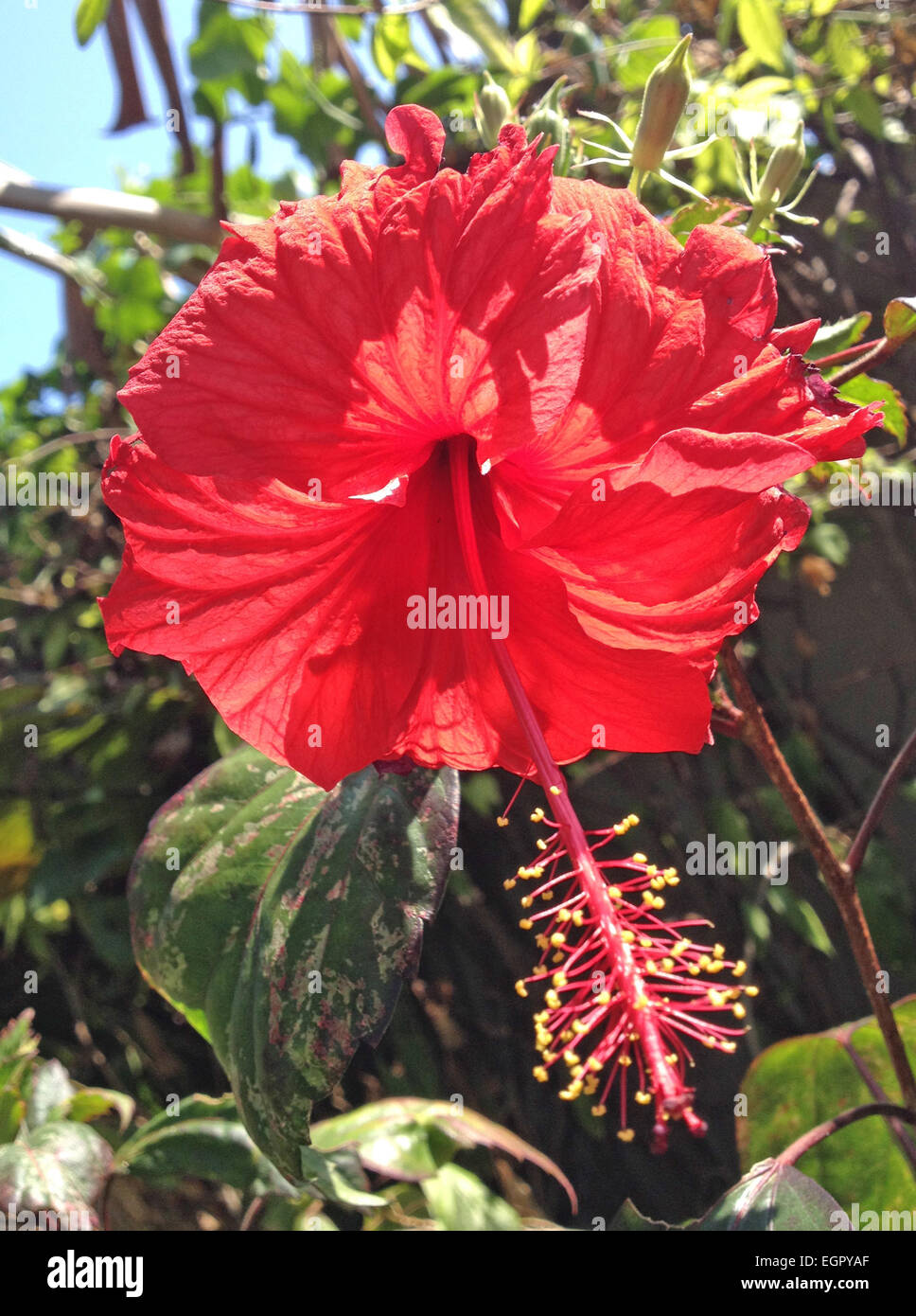 A bright red chaba flower, hibiscus rosa sinensis Stock Photo - Alamy