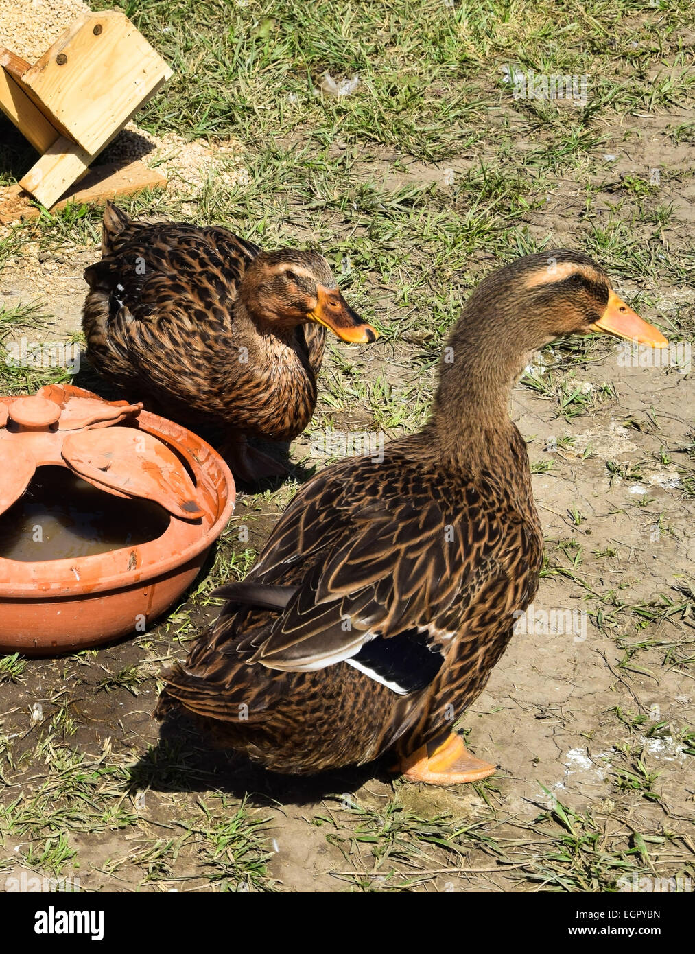 Poultry animal hi-res stock photography and images - Alamy