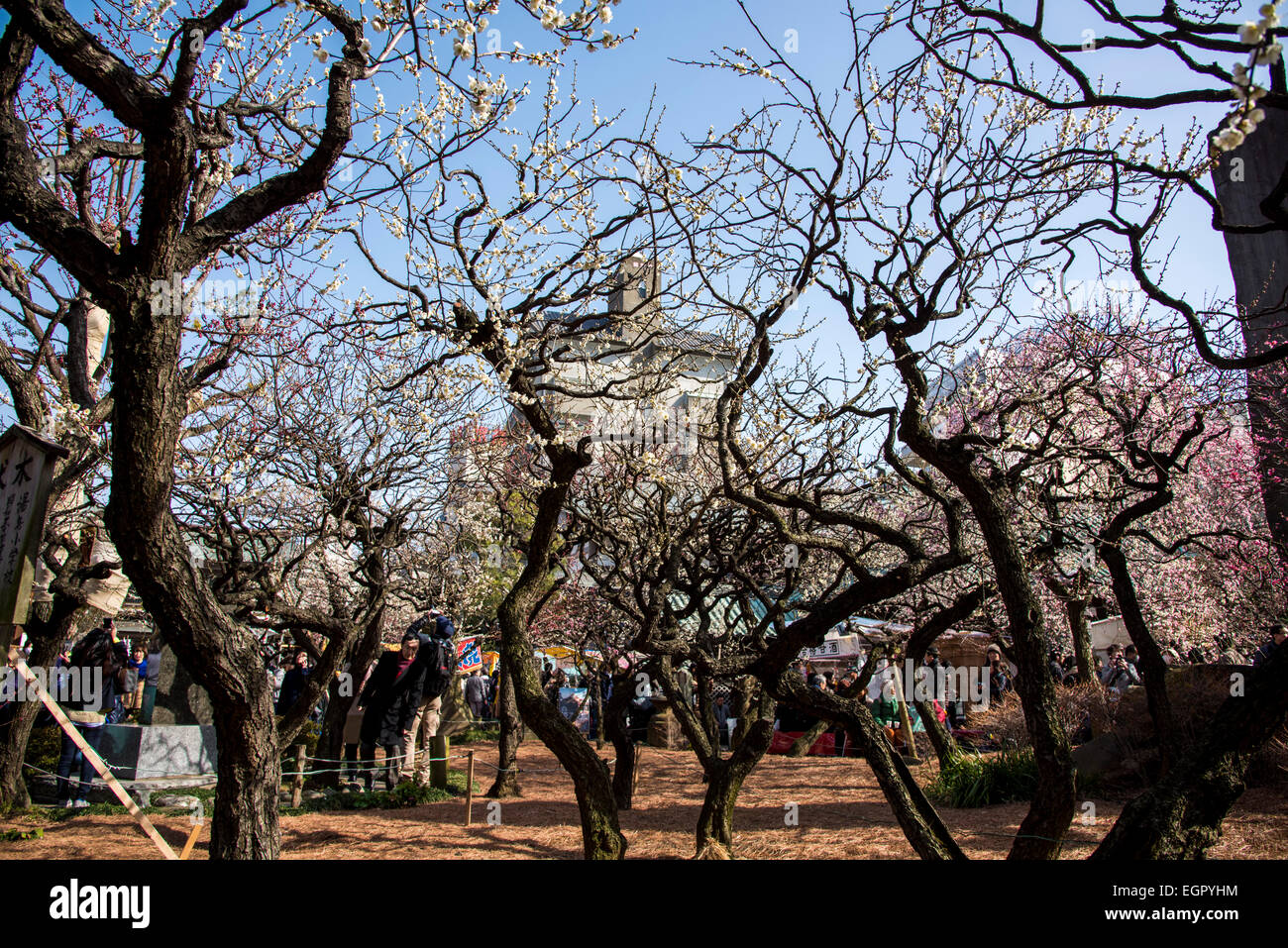 Ume festival,Yushima Tenmangu,Bunkyo-Ku,Tokyo,Japan Stock Photo - Alamy