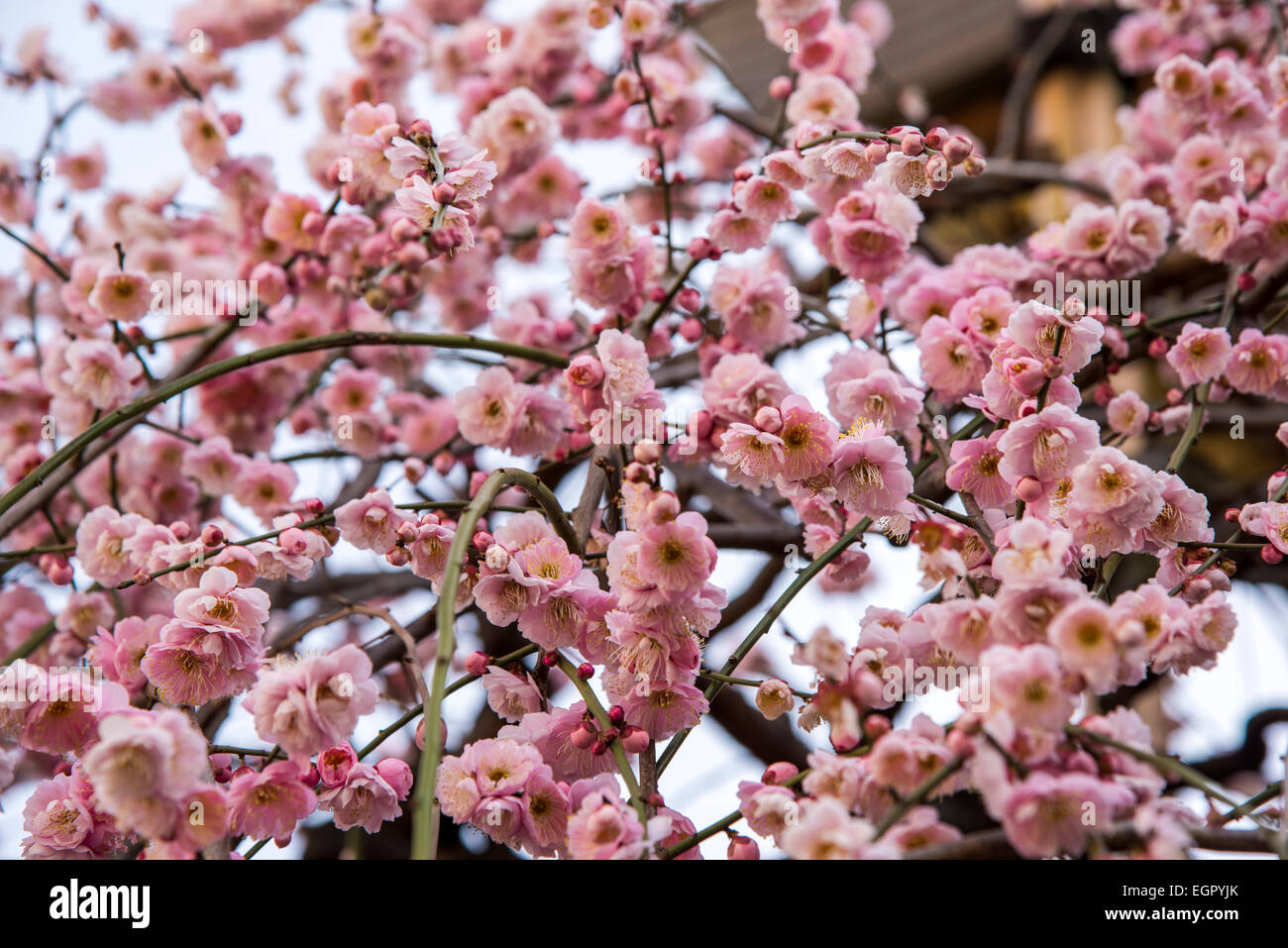 Ume festival,Yushima Tenmangu,Bunkyo-Ku,Tokyo,Japan Stock Photo - Alamy