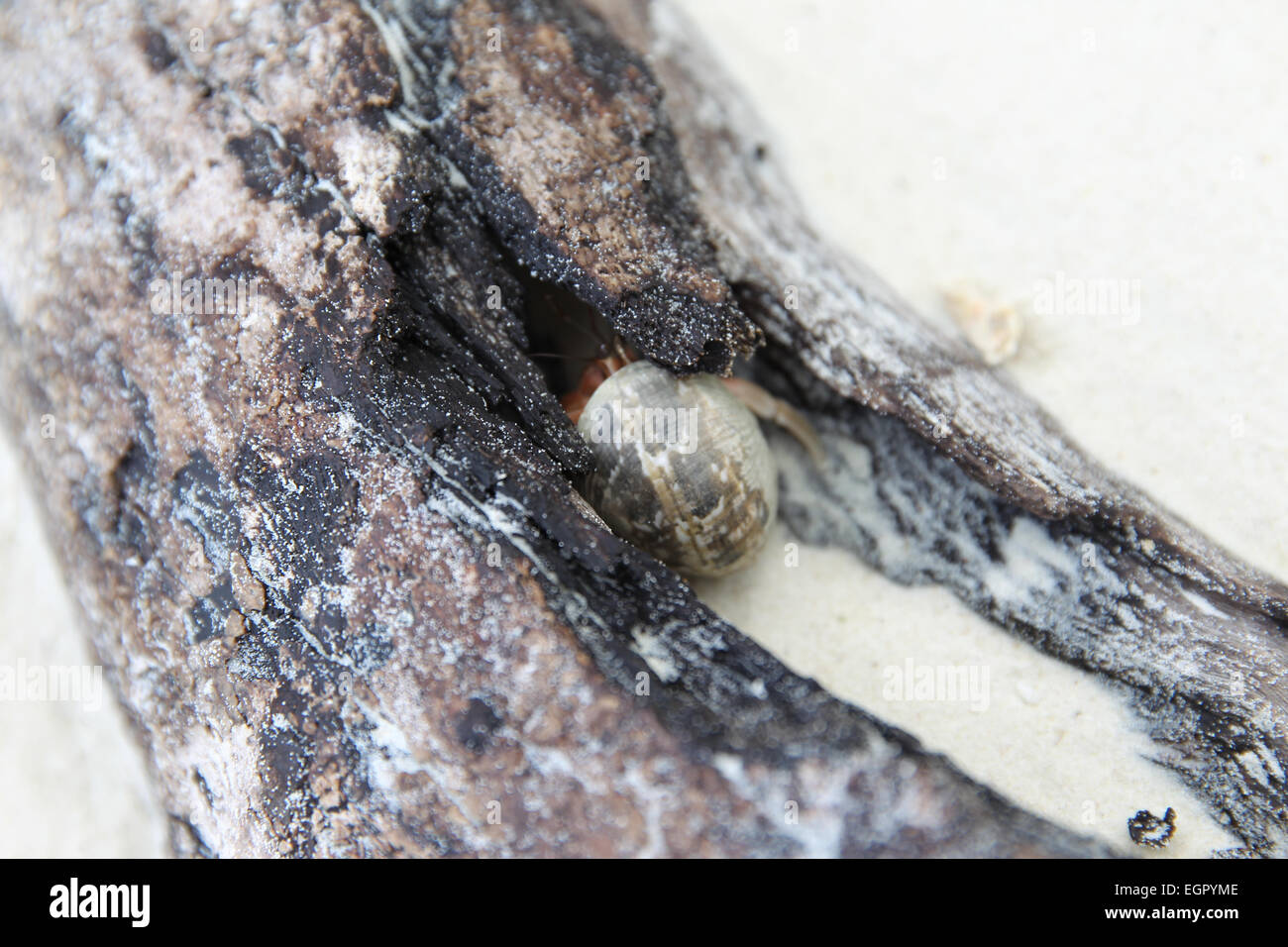 snag on the shore of an uninhabited island of the archipelago Koh Lipe ...