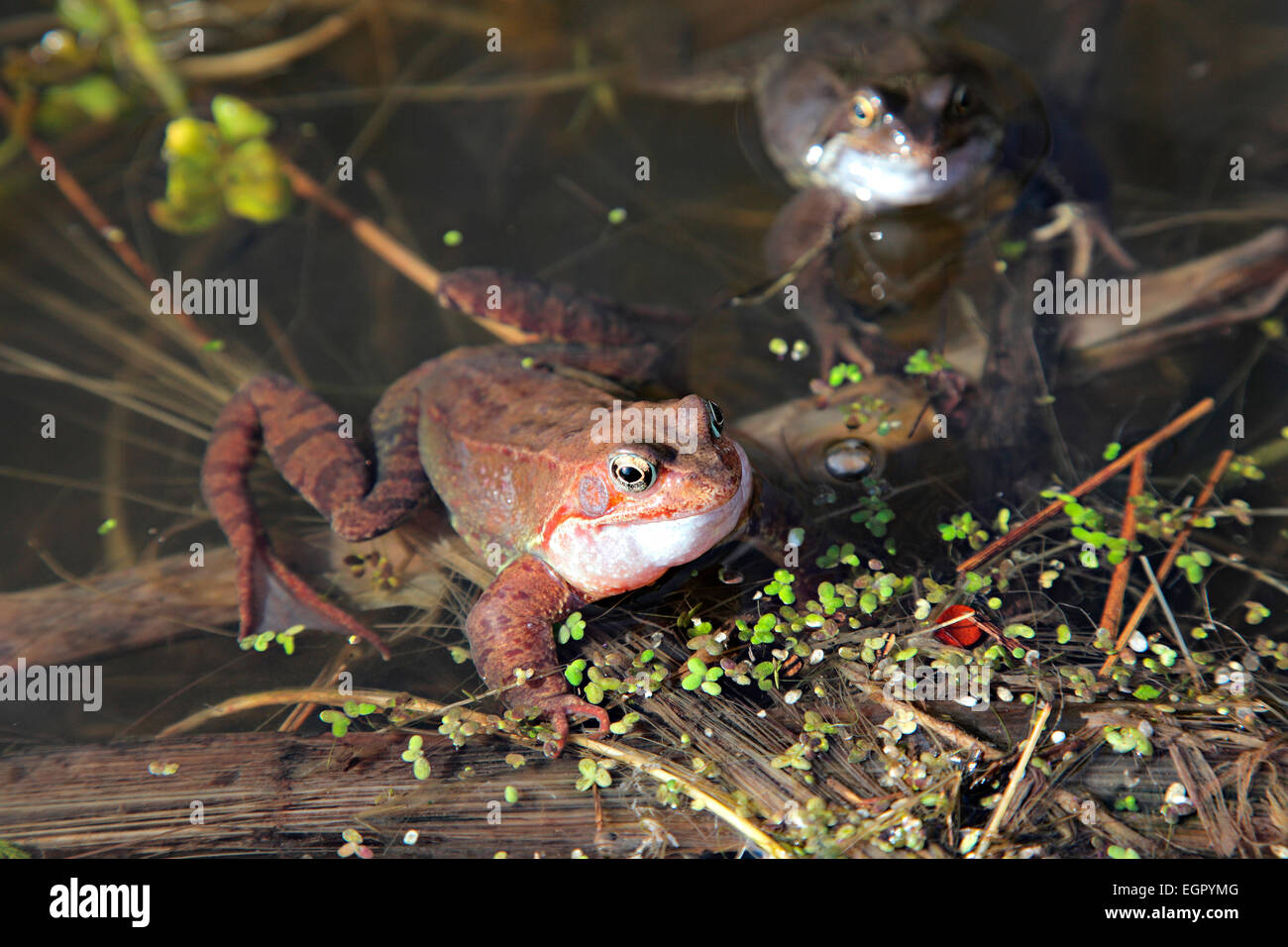 Rana temporaria - Common frog - annual breeding in a garden pond ...