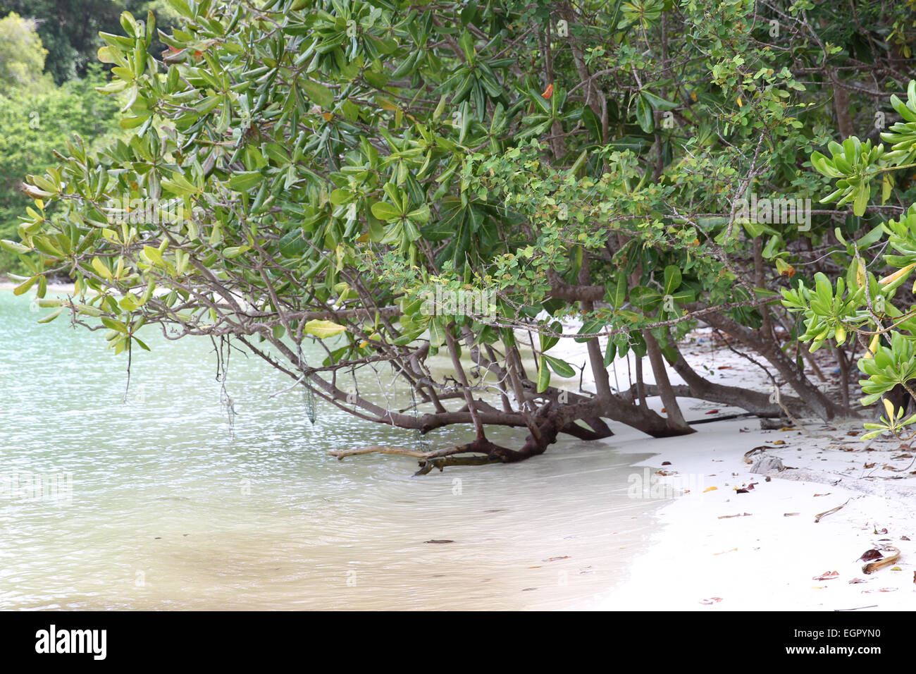 tropical plants and trees on the islands of the archipelago Koh Lipe ...