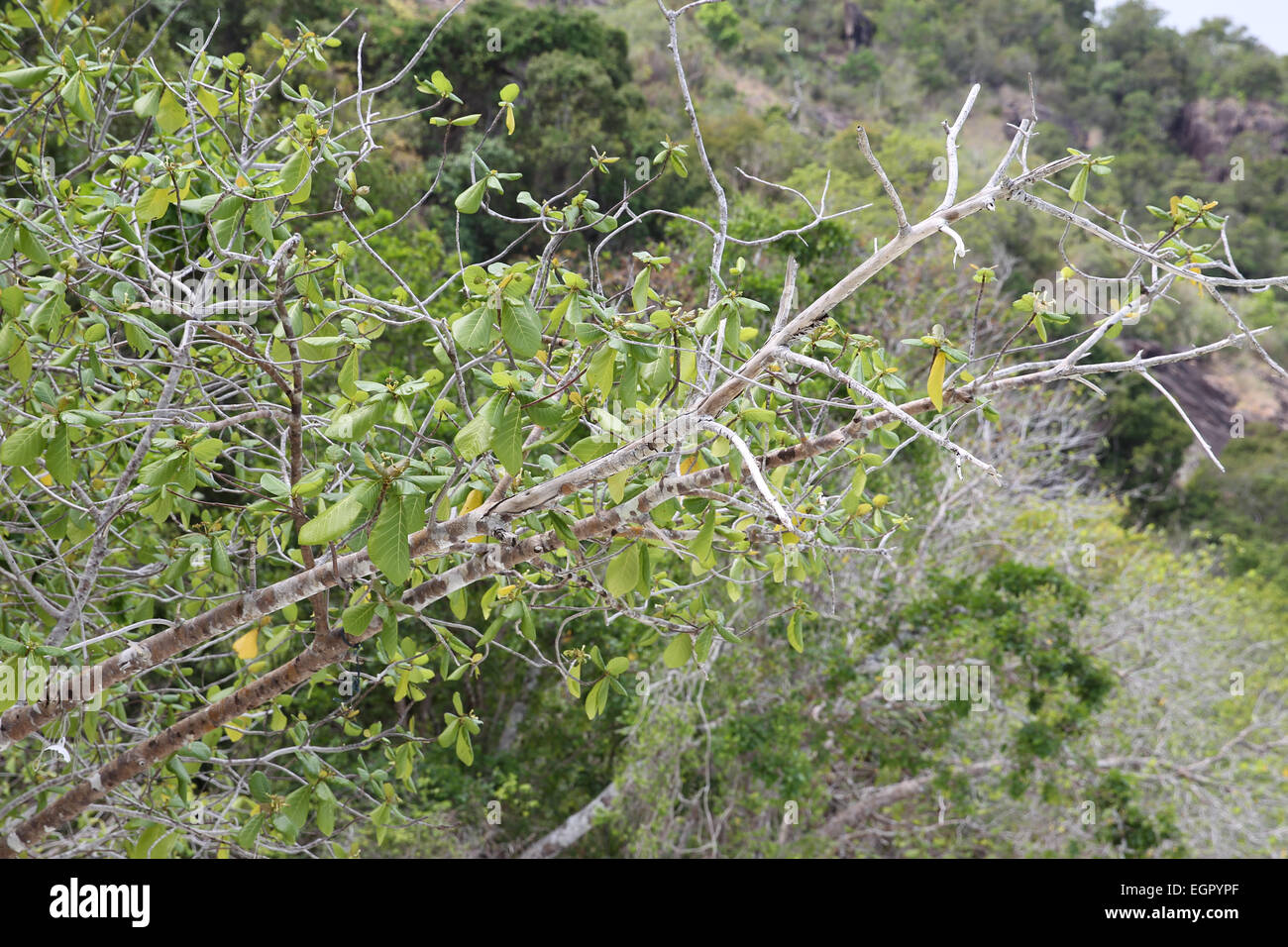 tropical plants and trees on the islands of the archipelago Koh Lipe ...