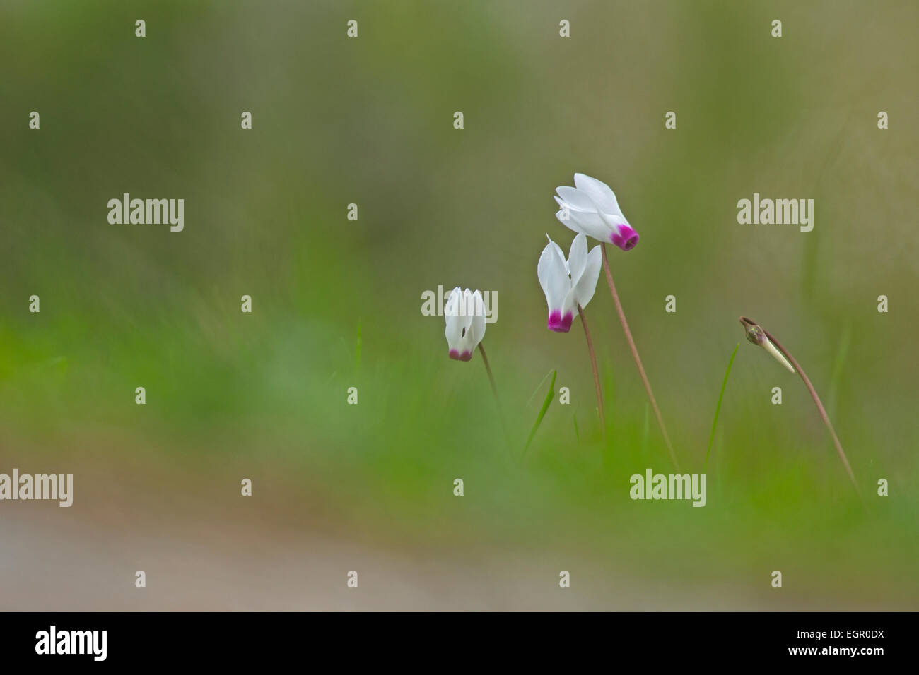 Persian violets hi-res stock photography and images - Alamy