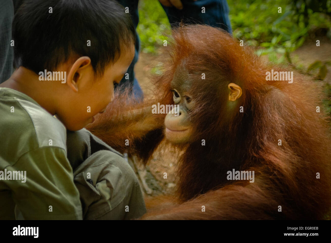 Indonesian zoo orangutan hi-res stock photography and images - Alamy
