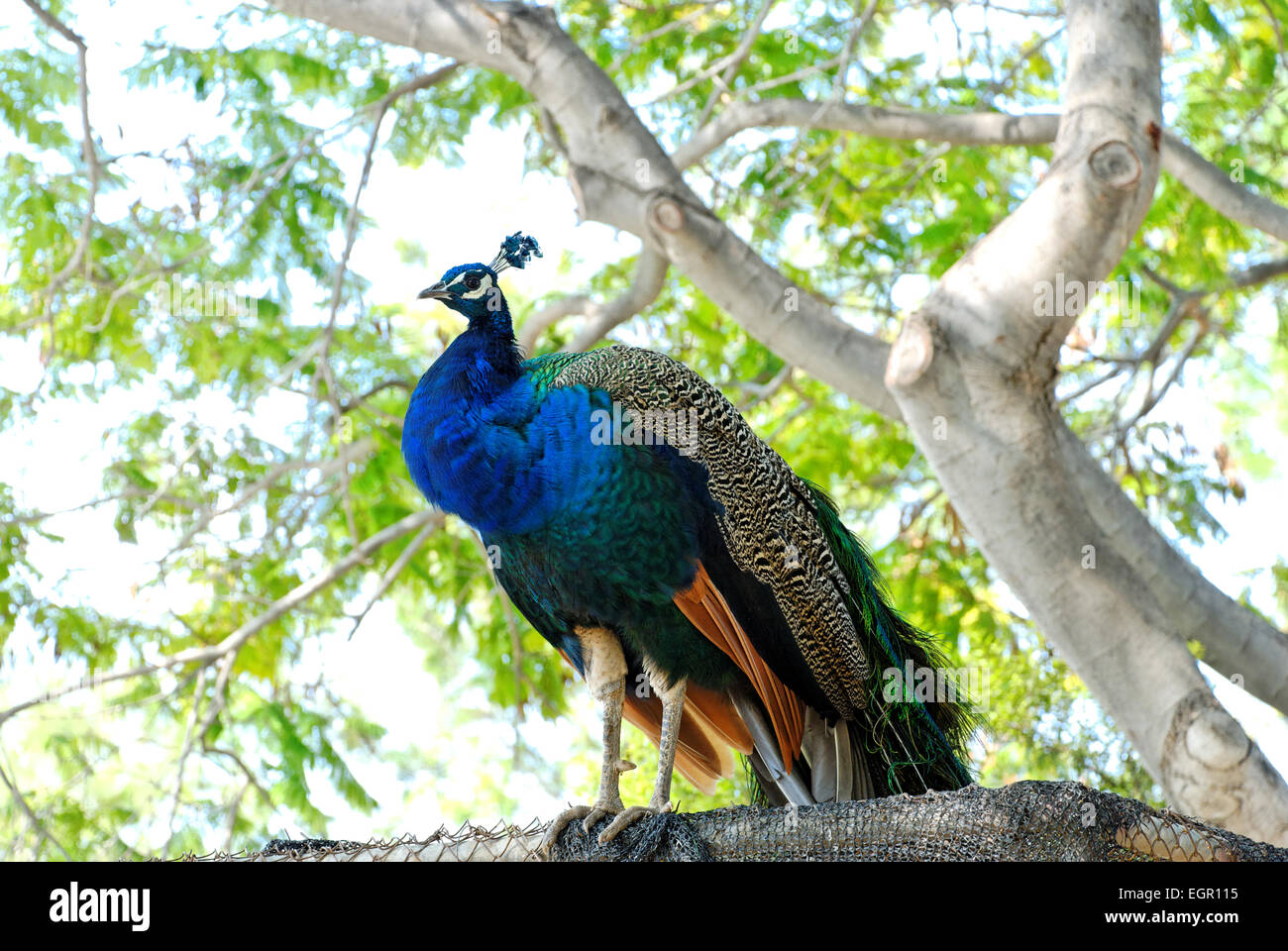 Male peacock hi-res stock photography and images - Alamy