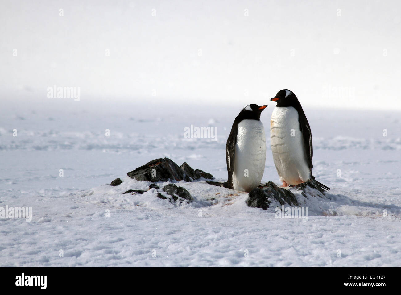 Gentoo penguins (Pygoscelis papua). Gentoo penguins grow to lengths of ...