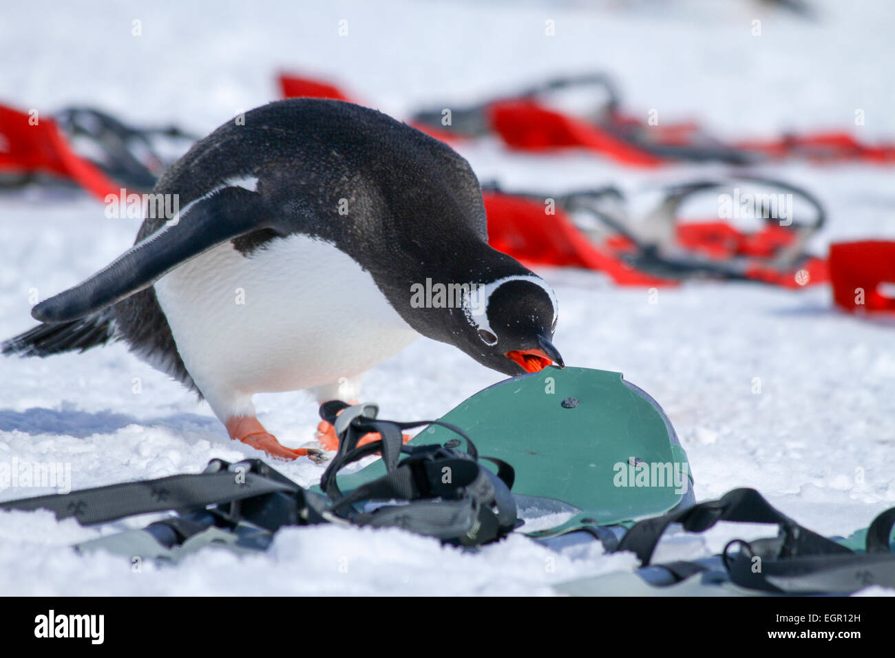 Inspect inspection hi-res stock photography and images - Alamy
