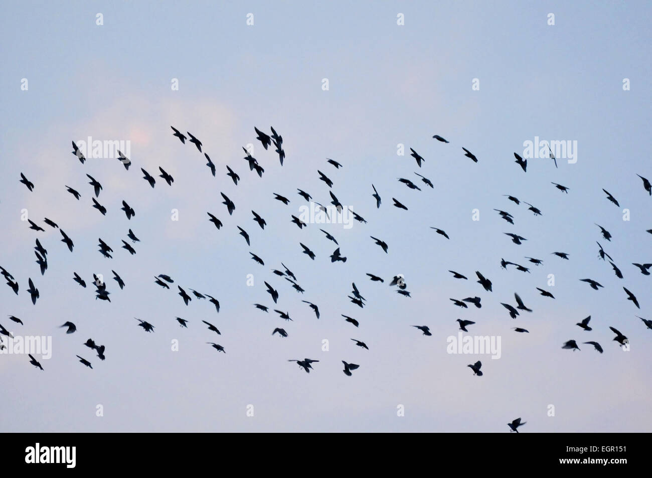 Swarm of starlings hi-res stock photography and images - Alamy