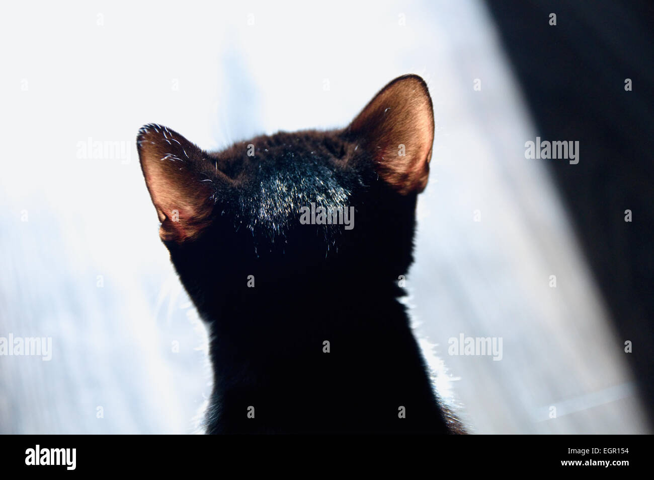 Cat ears hi-res stock photography and images - Alamy
