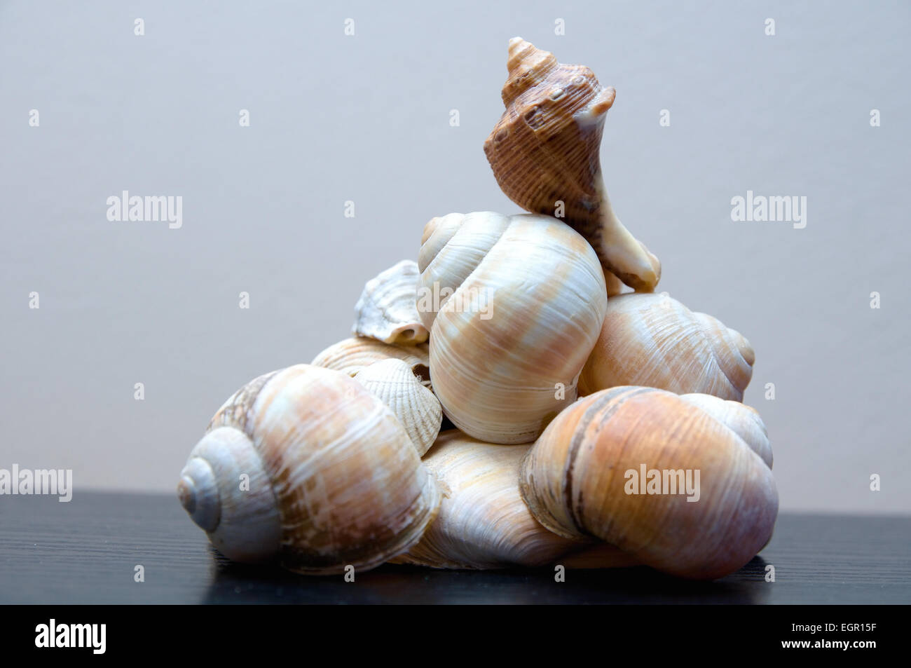 Snails shell hi-res stock photography and images - Alamy
