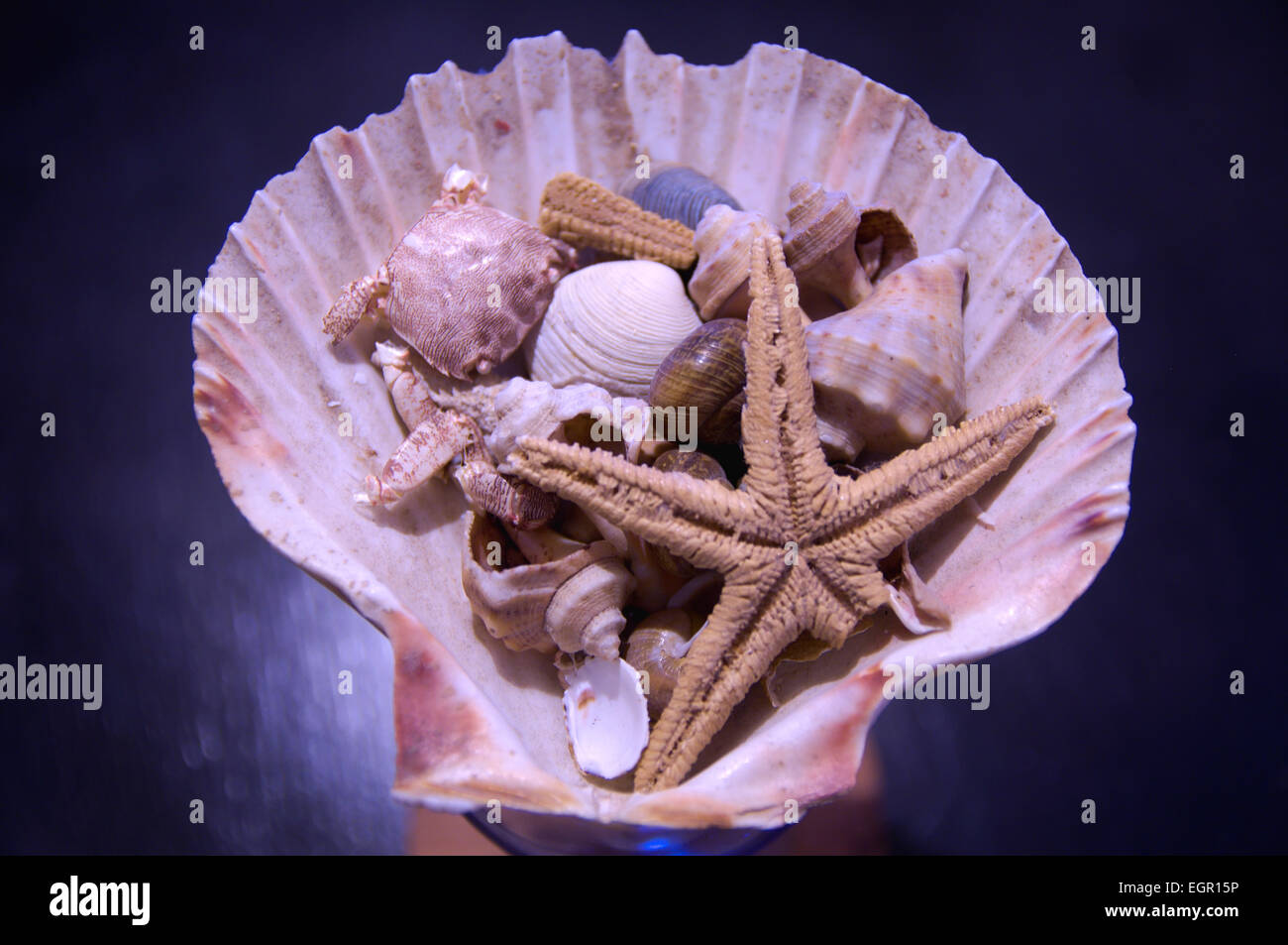 Marine life shells hi-res stock photography and images - Alamy