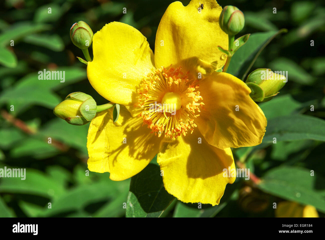 Glaucium flavum (yellow hornpoppy or yellow horned poppy) Closeup Stock ...