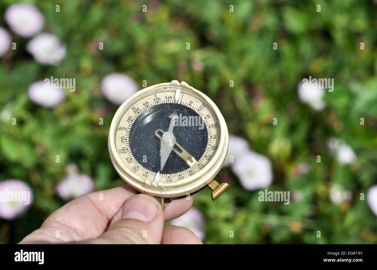 The compass in his hand. Magnetic compass in hand on the green meadows ...