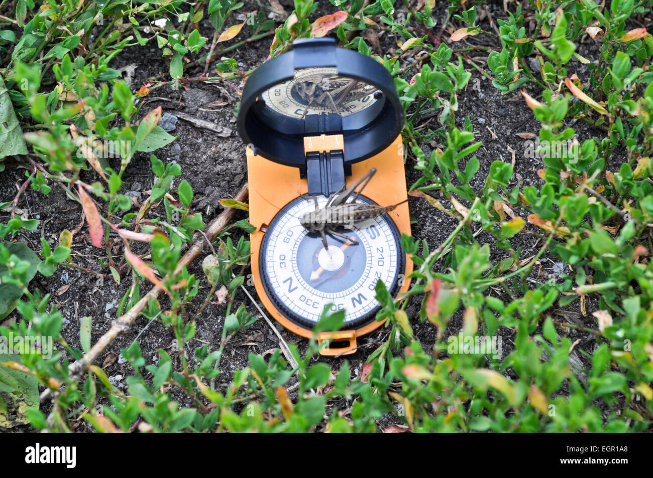 Grasshopper on the compass in the grass. Grasshopper looks in the mirror compass, which lies in ...