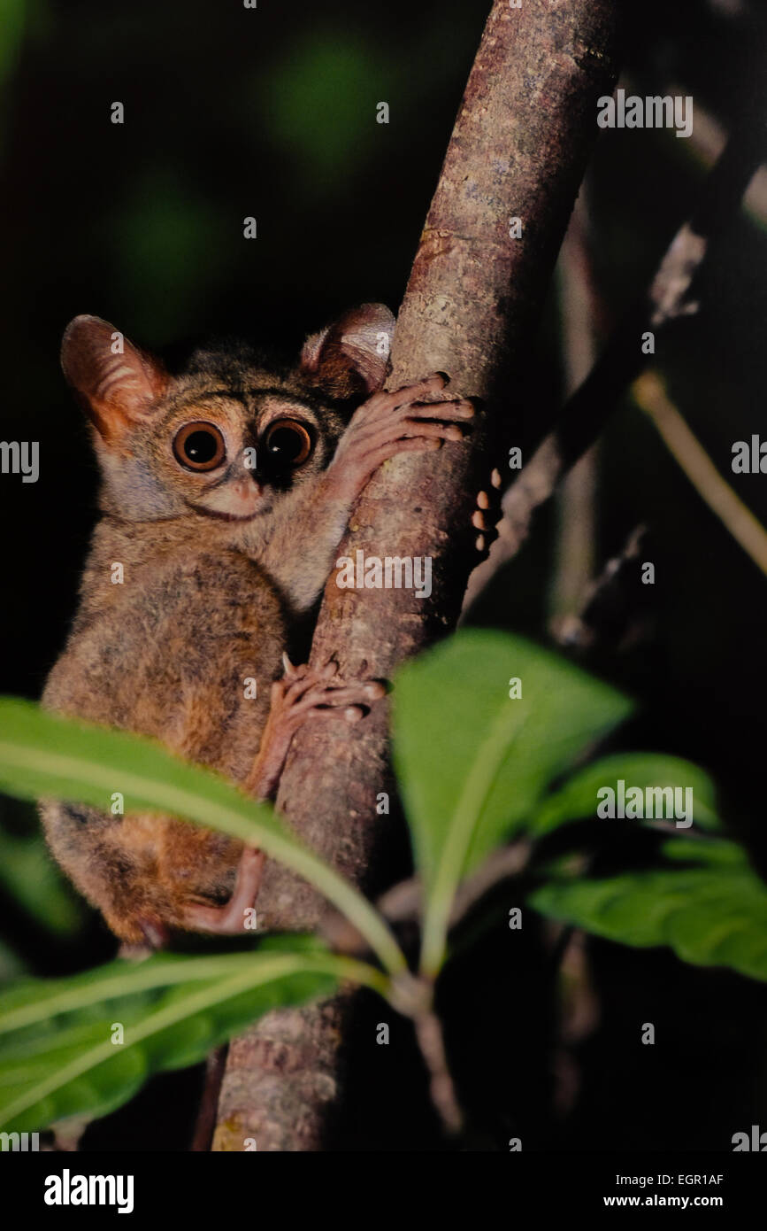 Eastern tarsier hi-res stock photography and images - Alamy
