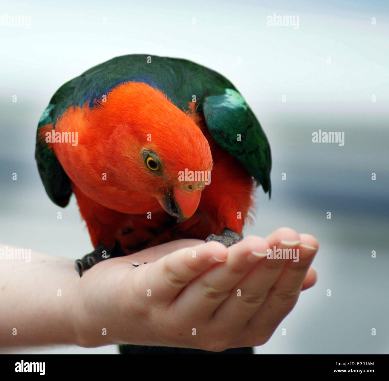 King Parrot Stock Photos & King Parrot Stock Images - Alamy