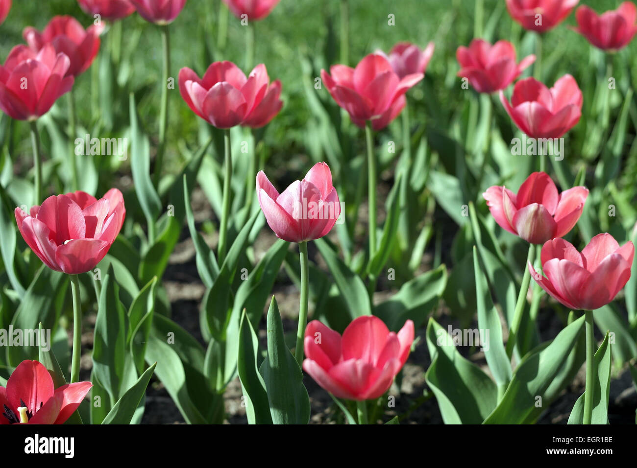 Red Tulip at Spring Stock Photo - Alamy