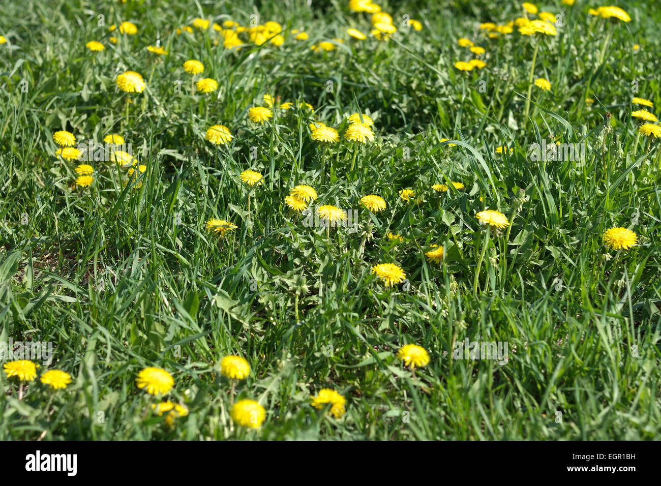 Dandelion at Spring Stock Photo - Alamy